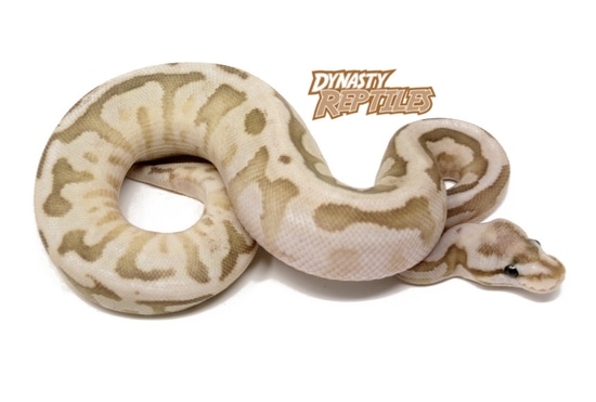 Raven Butter Bee Fire Ball Python by Dynasty Reptiles