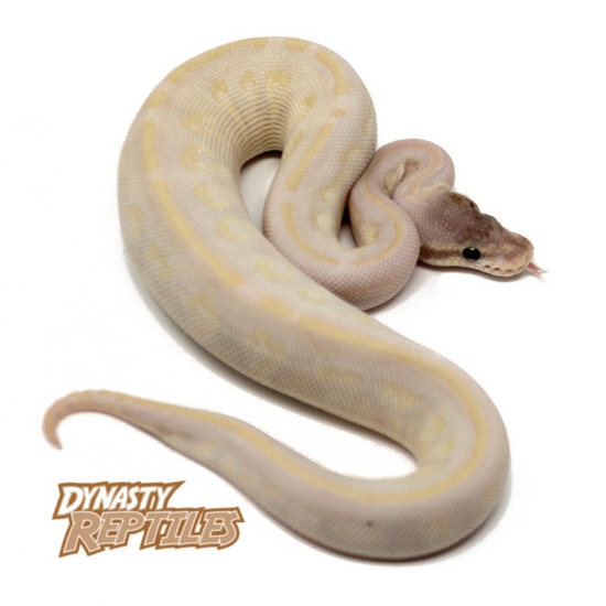 Phantom Het Russo Ball Python by Dynasty Reptiles