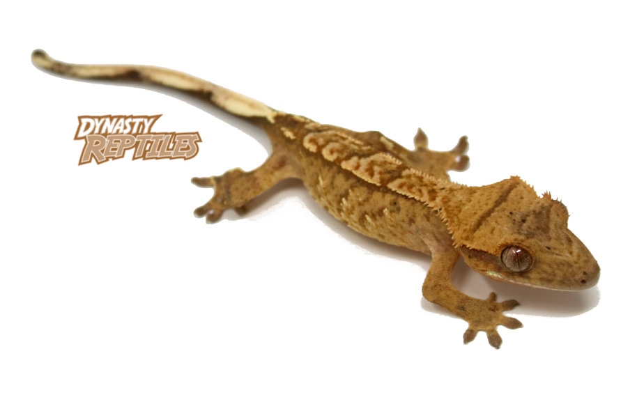 Unsexed Yellow Brindle Crested Gecko by Dynasty Reptiles - MorphMarket