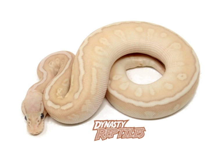 Banana Soul Sucker Combo Ball Python by Dynasty Reptiles - MorphMarket