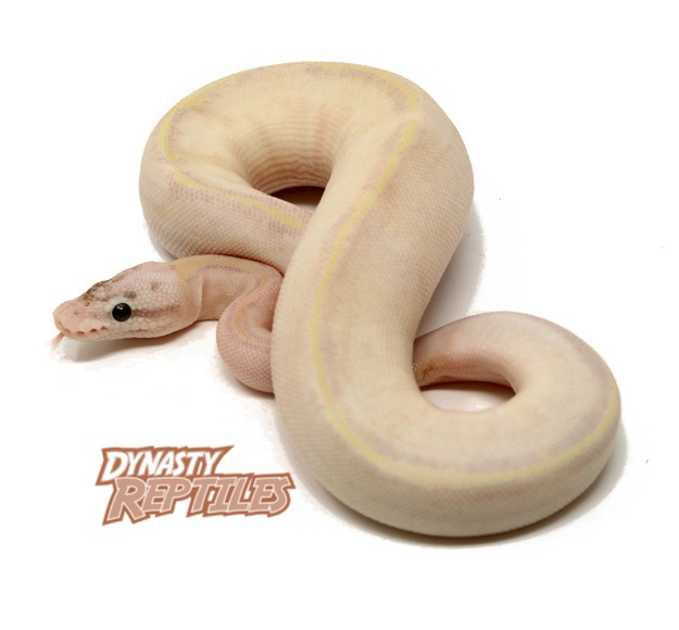 Puma Pastel Ball Python by Dynasty Reptiles - MorphMarket