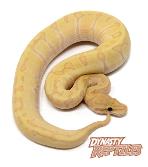 Banana Kingpin Enchi Ball Python by Dynasty Reptiles