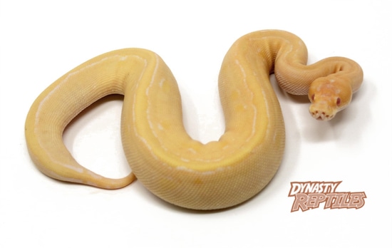 Albino Champagne Ball Python by Dynasty Reptiles