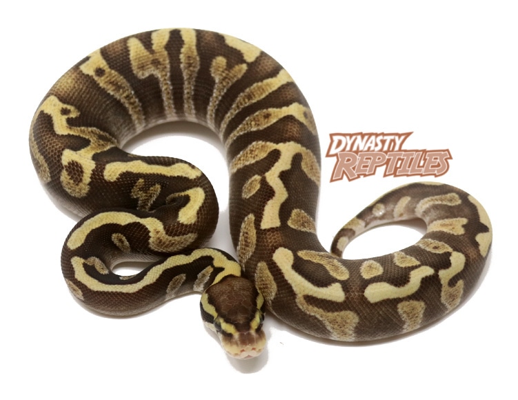 GHI Pastave Enchi Ball Python by Dynasty Reptiles - MorphMarket