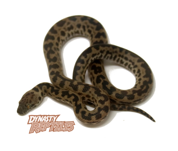 Cape York Spotted Python by Dynasty Reptiles - MorphMarket