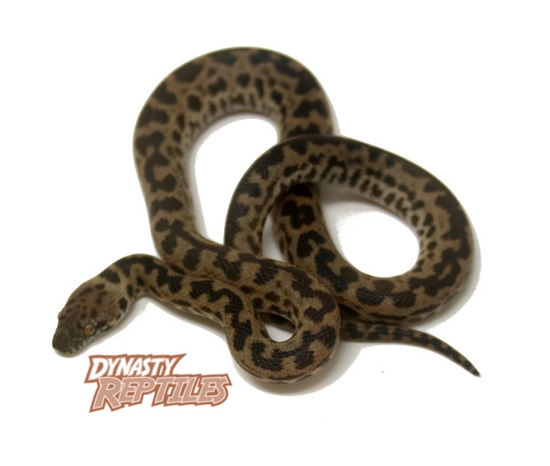 Cape York Spotted Python by Dynasty Reptiles