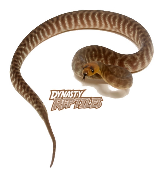 Woma Python by Dynasty Reptiles