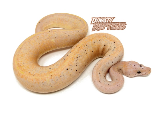 Banana Suma Ball Python by Dynasty Reptiles
