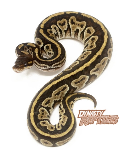 Bongo Ball Python by Dynasty Reptiles