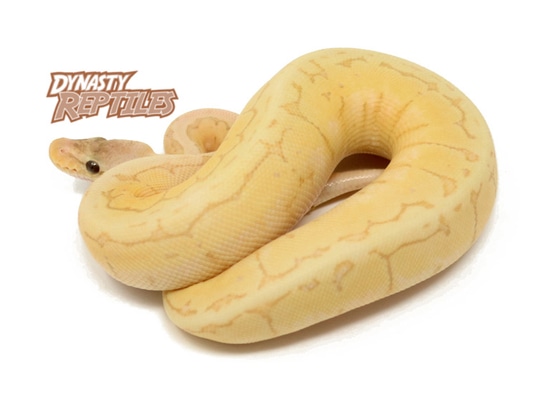 Banana Lemonblast Ball Python by Dynasty Reptiles