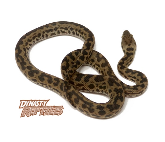 Cape York Spotted Python by Dynasty Reptiles