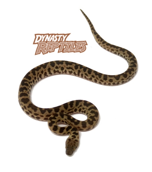 Cape York Spotted Python by Dynasty Reptiles