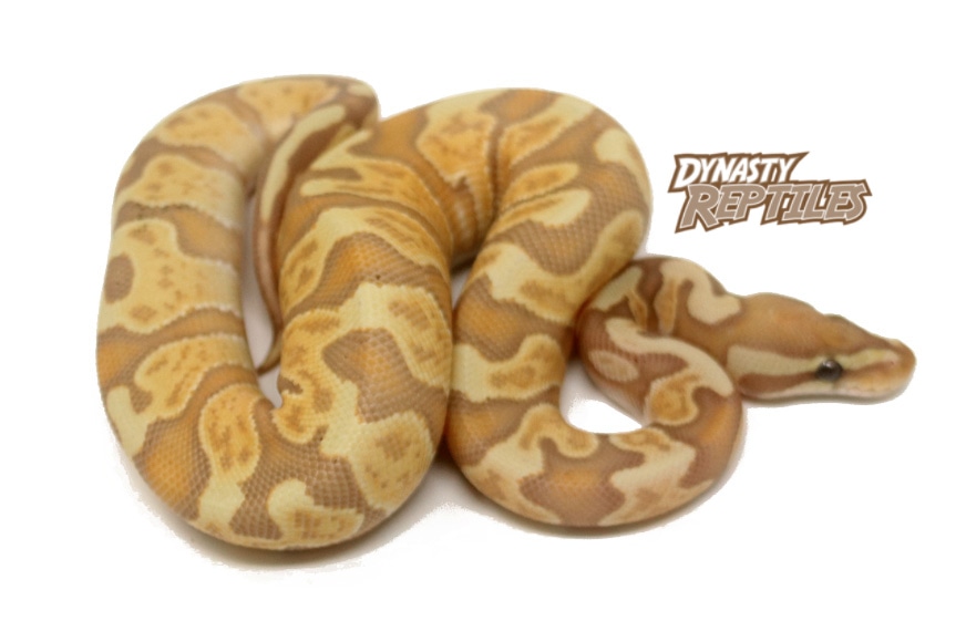 Banana GHI Enchi Ball Python by Dynasty Reptiles - MorphMarket