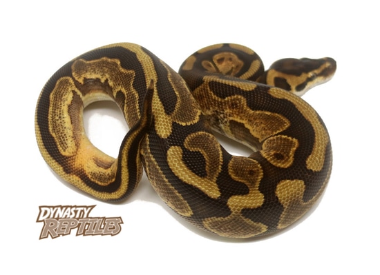 Leopard Enchi Calico Ball Python by Dynasty Reptiles
