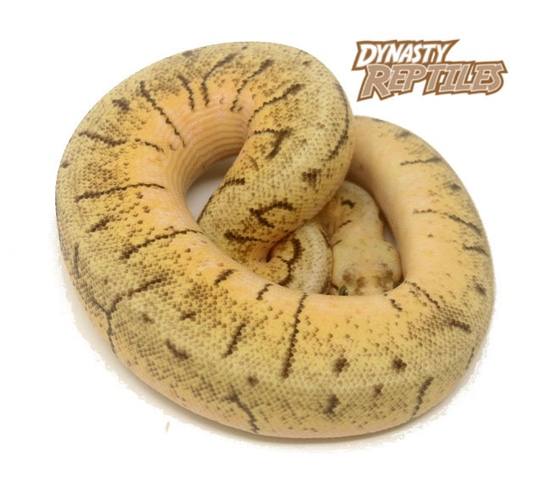 Spinner Blast Ball Python by Dynasty Reptiles