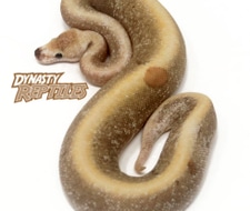 Champagne Ball Pythons for Sale - MorphMarket US & Canada