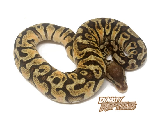 HGW Pastel Ball Python by Dynasty Reptiles
