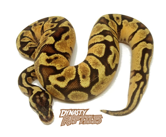 Enchi Pastel YB Ball Python by Dynasty Reptiles - MorphMarket