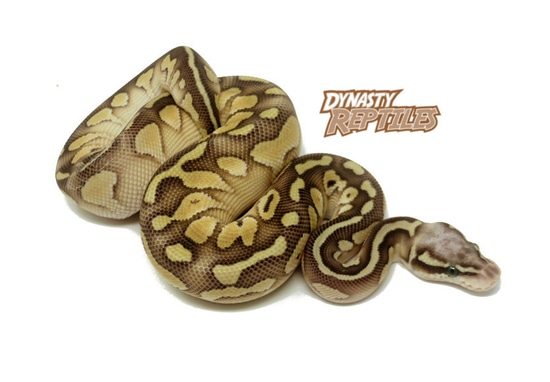Super Pastel Butter Ball Python by Dynasty Reptiles