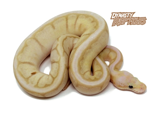 Bamboo Pewter Bee Ball Python by Dynasty Reptiles