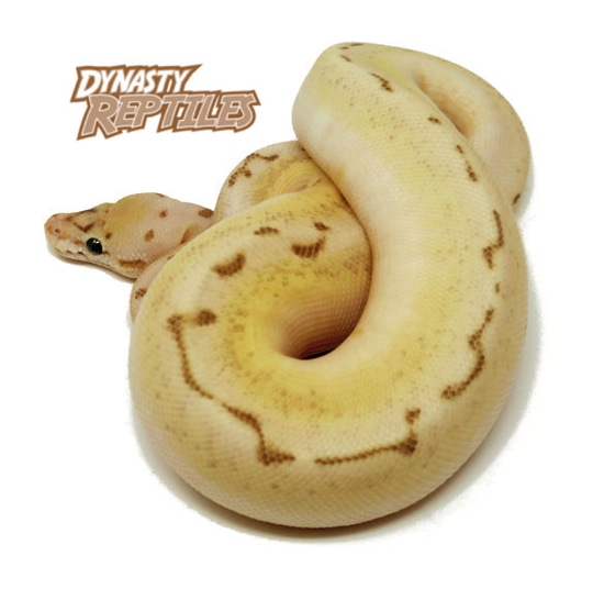 Bamboo Spinner Enchi Ball Python by Dynasty Reptiles