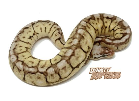Pewter Bee Ball Python by Dynasty Reptiles