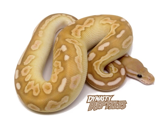 Banana Cinnamon Butter Ball Python by Dynasty Reptiles