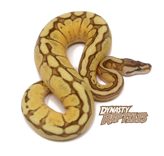 Bongo Enchi Spider Ball Python by Dynasty Reptiles