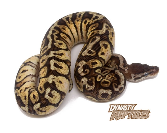 HGW Pastel Ball Python by Dynasty Reptiles