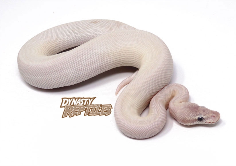 Blue Eye Leucistic Combo Ball Python by Dynasty Reptiles - MorphMarket