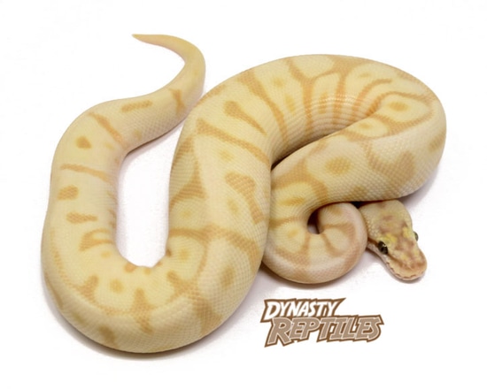 Banana Leopard Queen Bee Enchi Ball Python by Dynasty Reptiles