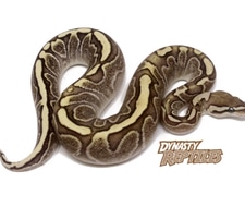 Bamboo Ball Pythons for Sale - MorphMarket US & Canada