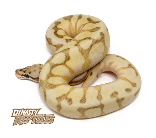 Super Queen Bee Enchi Ball Python by Dynasty Reptiles