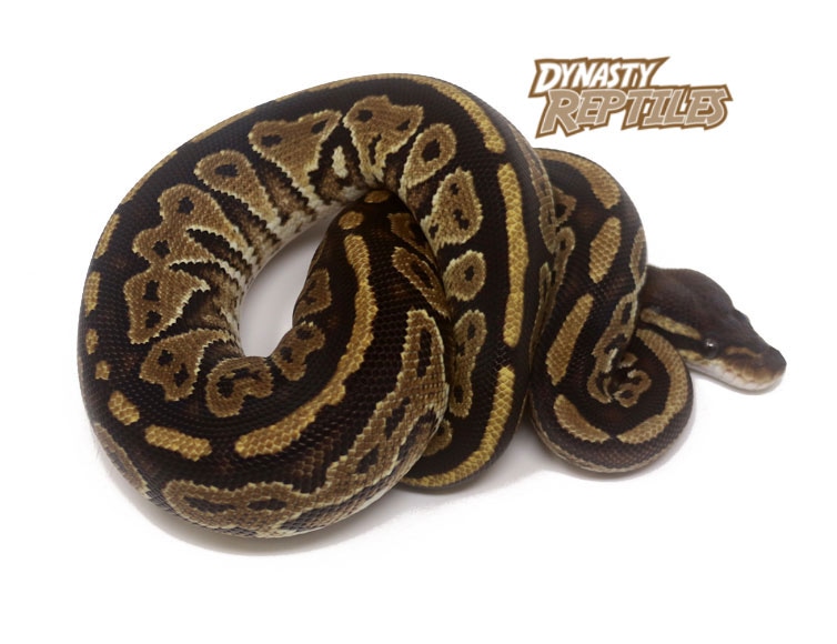 Bongo Ball Python by Dynasty Reptiles - MorphMarket