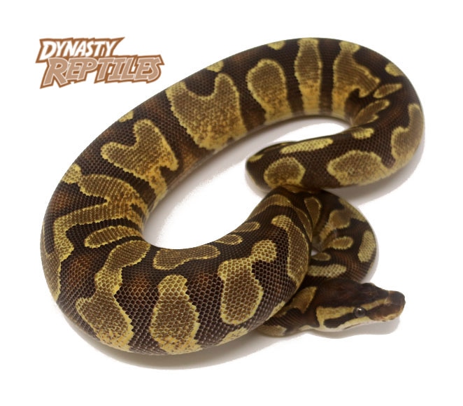 Enchi YB Ball Python by Dynasty Reptiles - MorphMarket