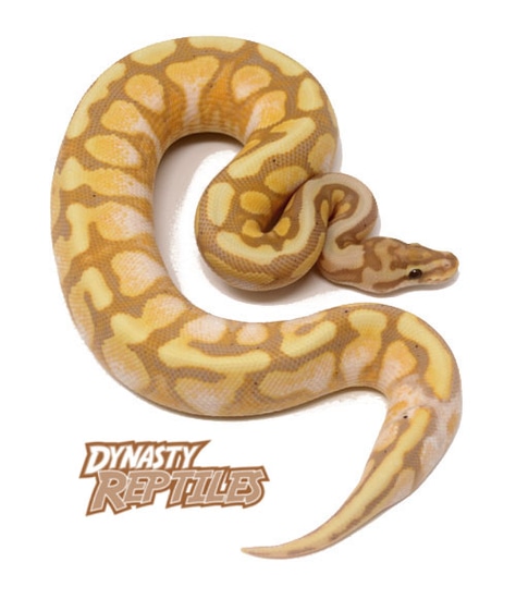 Banana Enchi Spotnose Calico Ball Python by Dynasty Reptiles