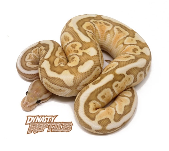 Banana Butter Spotnose Woma Ball Python by Dynasty Reptiles