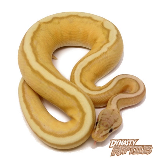 Banana Genetic Stripe Pastel Ball Python by Dynasty Reptiles