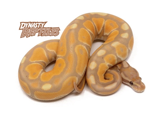 Banana Enchi Cinnamon Ball Python by Dynasty Reptiles