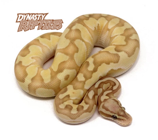 Banana Pastel Butter Enchi Ball Python by Dynasty Reptiles