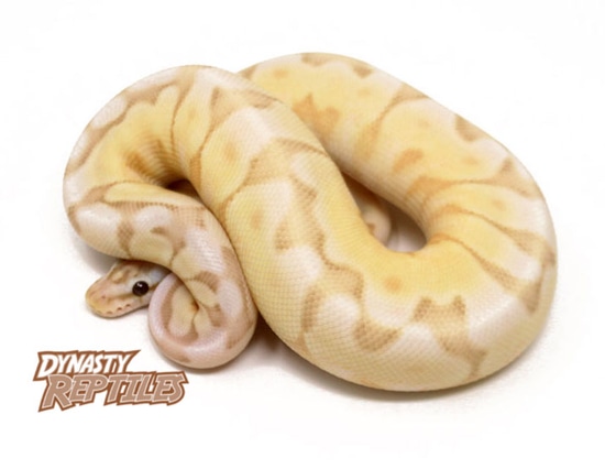 Banana Queen Bee Enchi Ball Python by Dynasty Reptiles