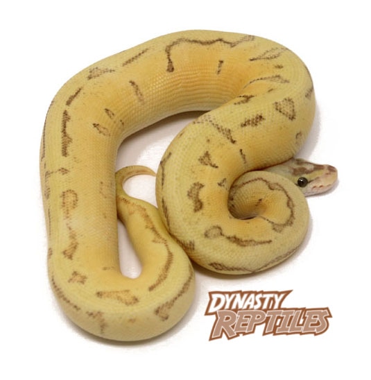Super Blast Enchi Ball Python by Dynasty Reptiles