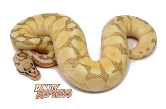 Super Queen Bee Enchi Ball Python by Dynasty Reptiles