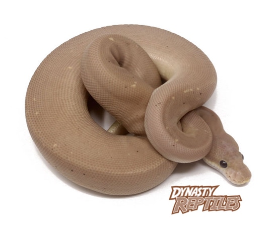 Banana Super Cinnamon Ball Python by Dynasty Reptiles