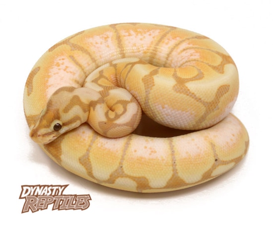 Banana Stinger Bee Ball Python by Dynasty Reptiles