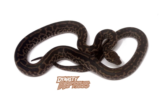 Stripe Spotted Python by Dynasty Reptiles