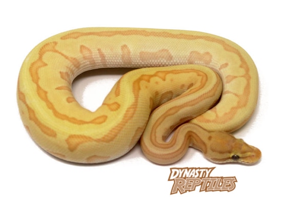 Banana Kingpin Enchi Ball Python by Dynasty Reptiles
