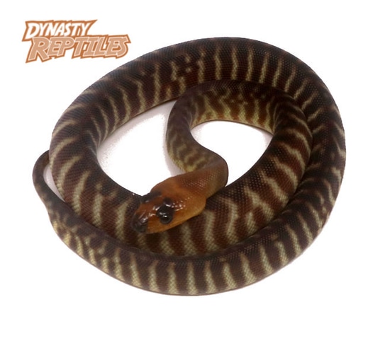 Woma Python by Dynasty Reptiles
