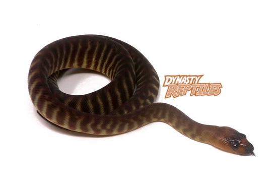 Woma Python by Dynasty Reptiles