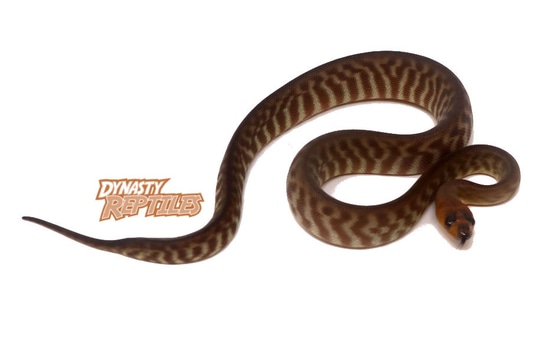 Woma Python by Dynasty Reptiles